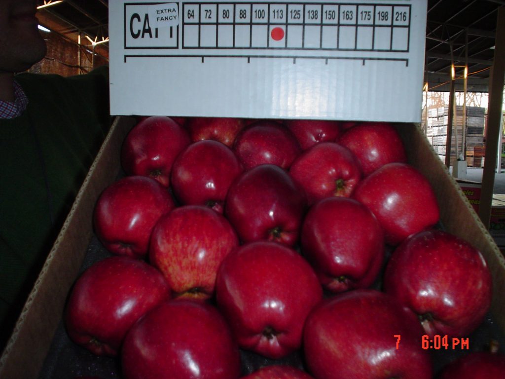 Embalaje de Manzanas Rojas Lisas Fancy y Extra Fancy – SouthFruit & Wines