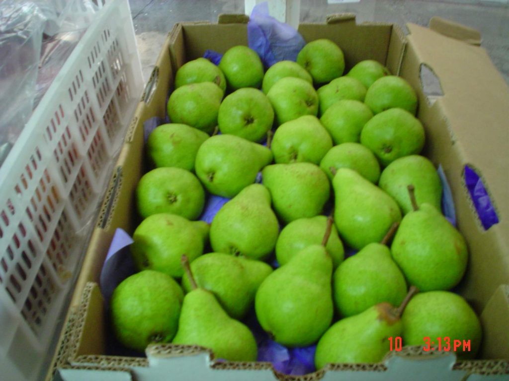 Proceso y Embalaje Peras Packams – SouthFruit & Wines